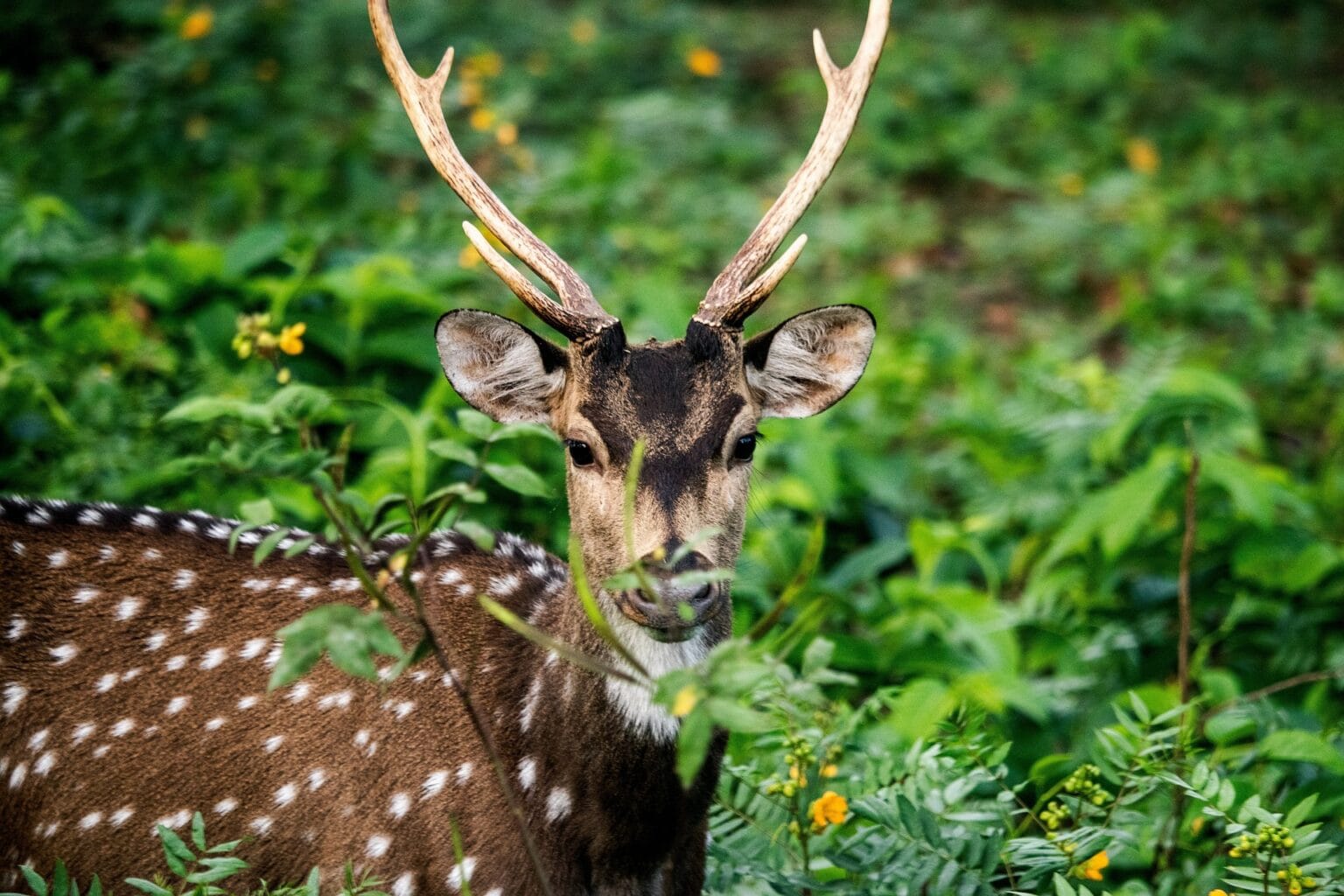 Axis Deer (Chital): Facts, Antlers, Range & Hunting