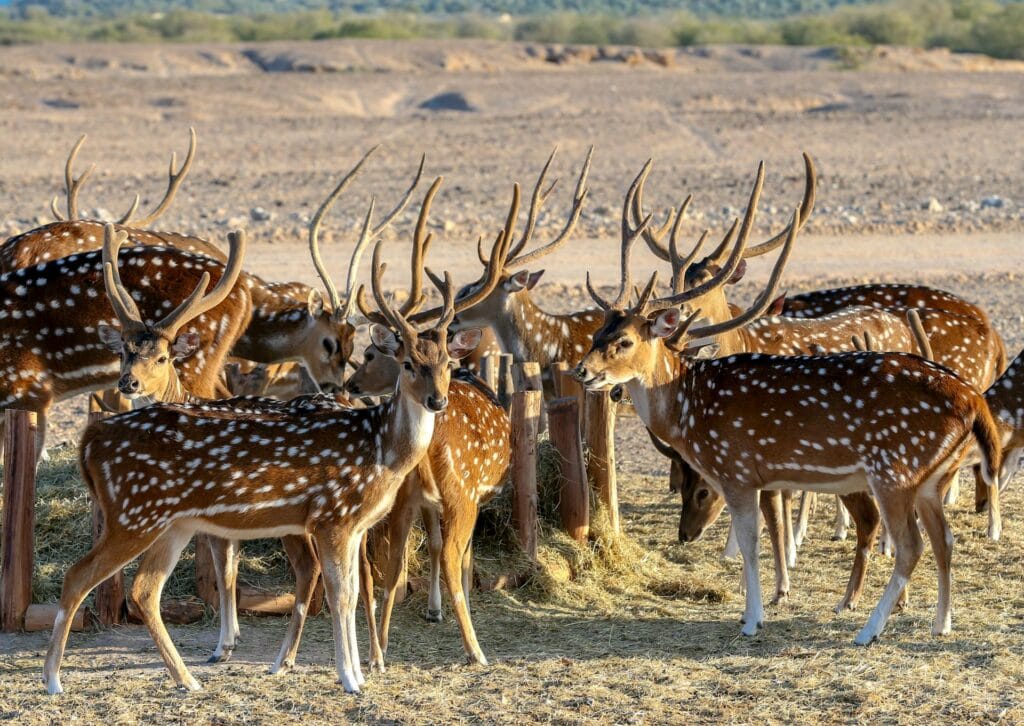 Axis Deer (Chital): Facts, Antlers, Range & Hunting