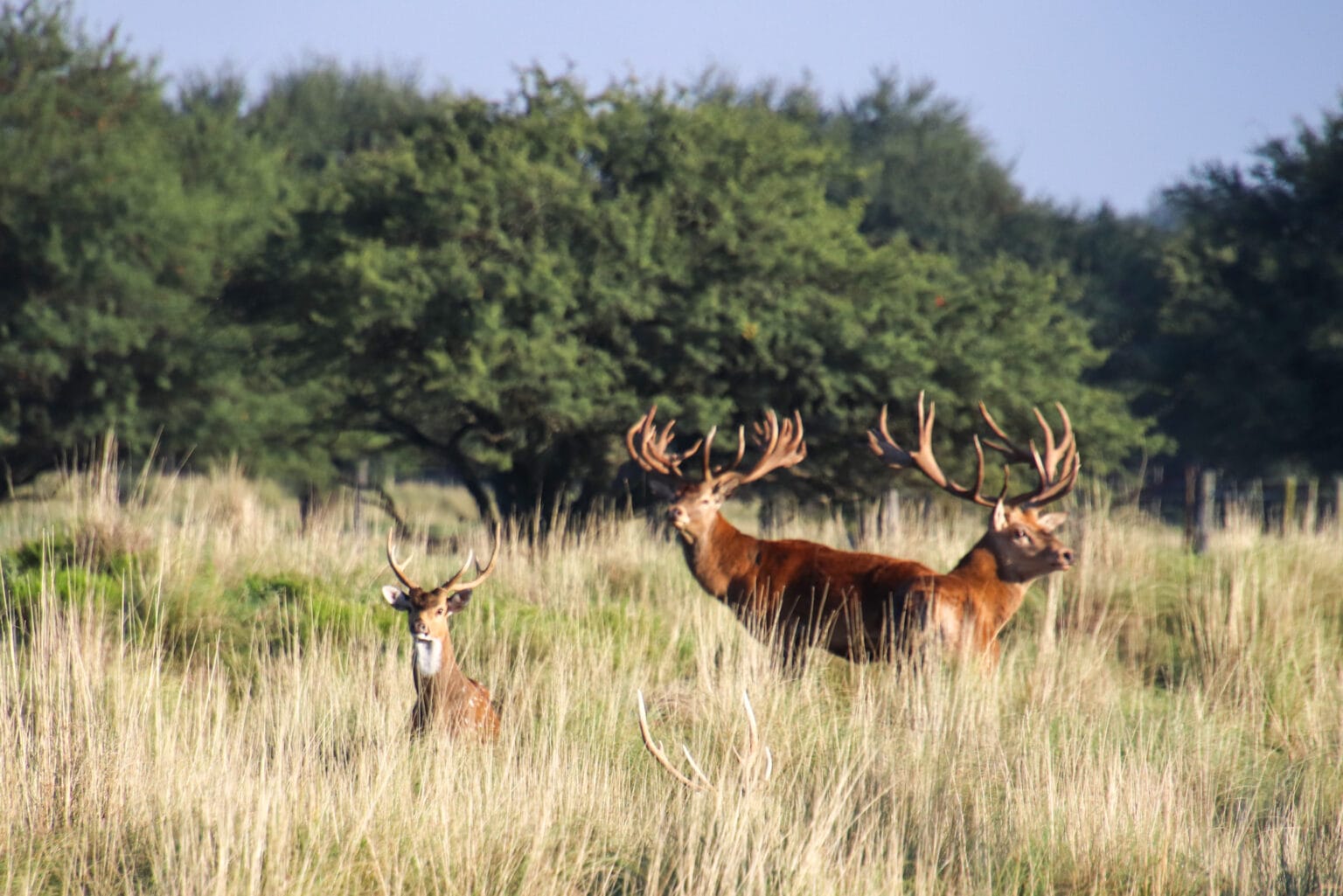 Red Stag (Red Deer): Facts, Antlers & Habitat