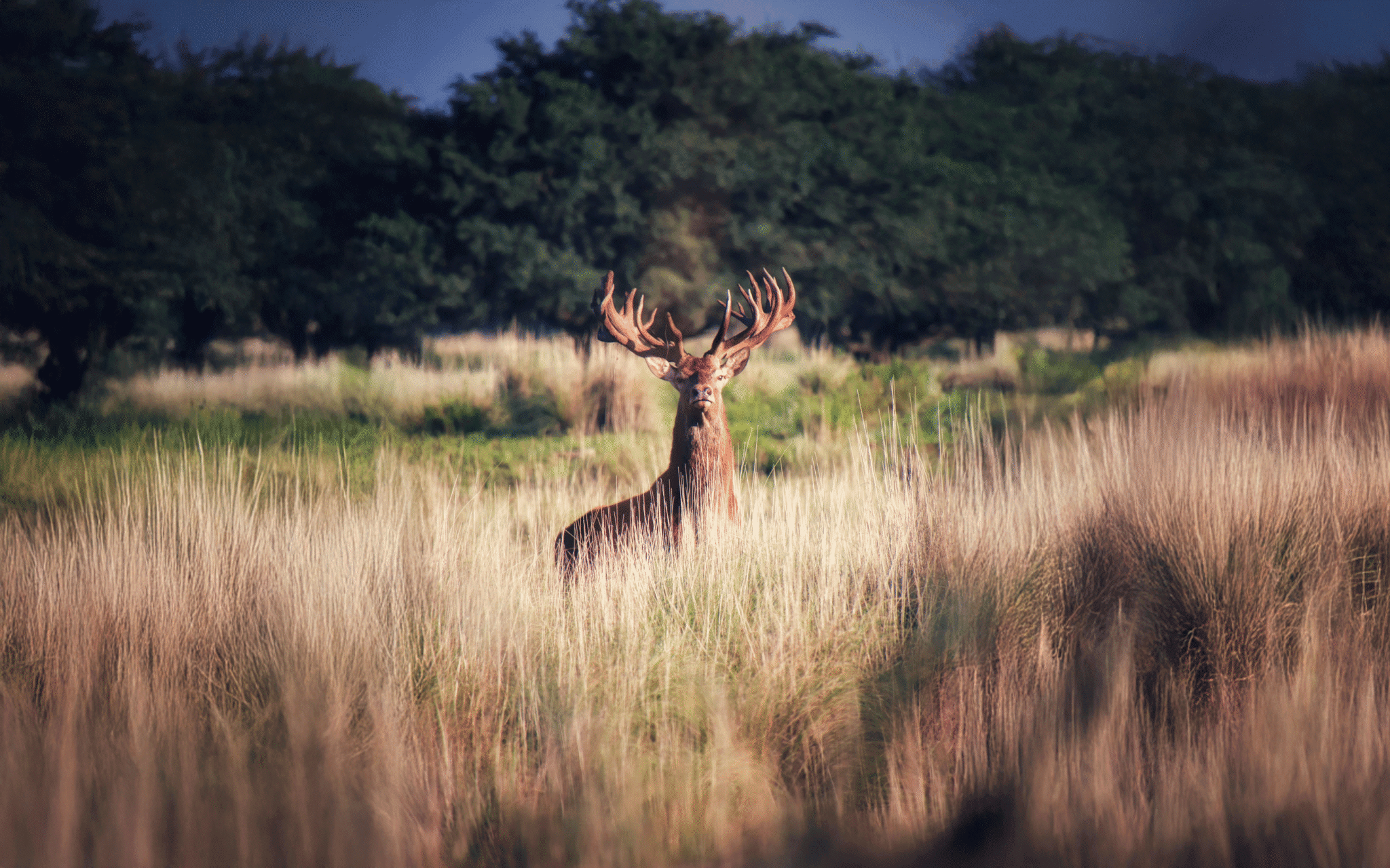 Red Stag (Red Deer): Facts, Antlers & Habitat