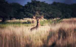 Red Stag (Red Deer): Facts, Antlers & Habitat
